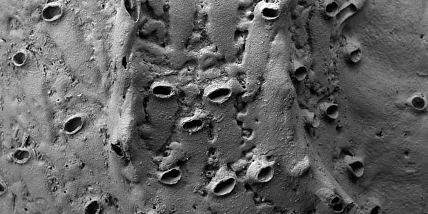 Ancient extinct fossil returns to life in New Zealand