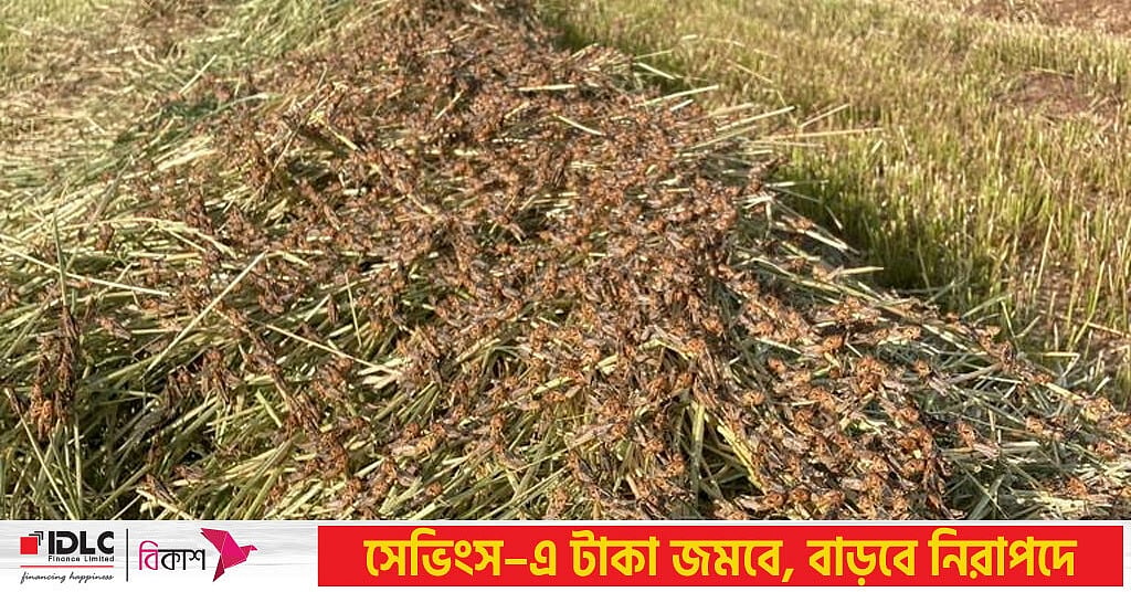 Sardinian farmers suffer worst locust invasion in over 30 years